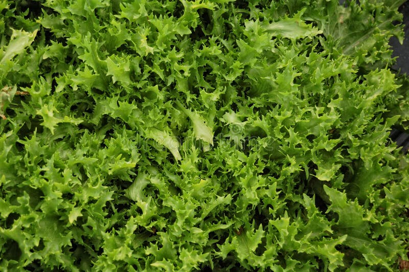 Lettuce detail stock image. Image of ecology, grow, lettuce - 13421385