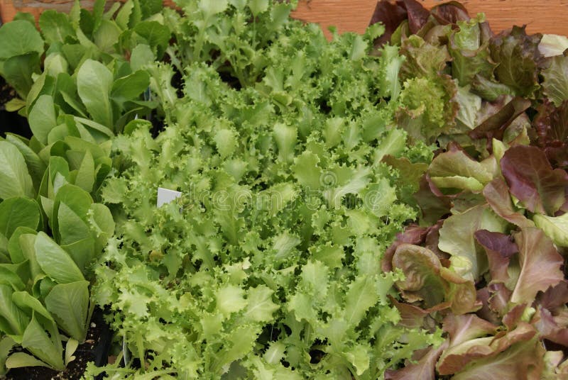 Lettuce stock photo. Image of sale, nature, food, agricultural - 59997176