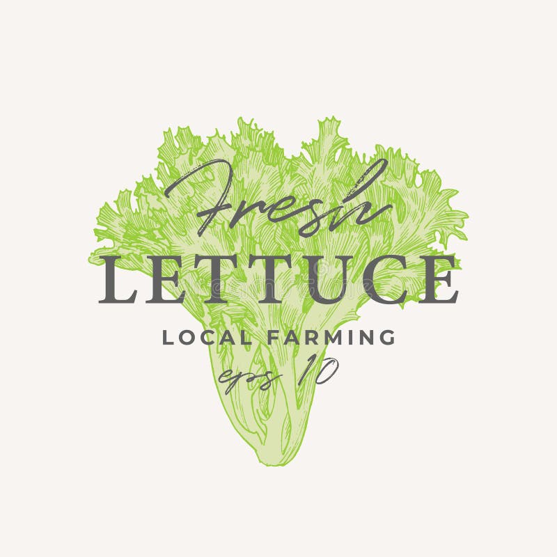 Lettuce engraved emblem stock vector. Illustration of etching - 310242526