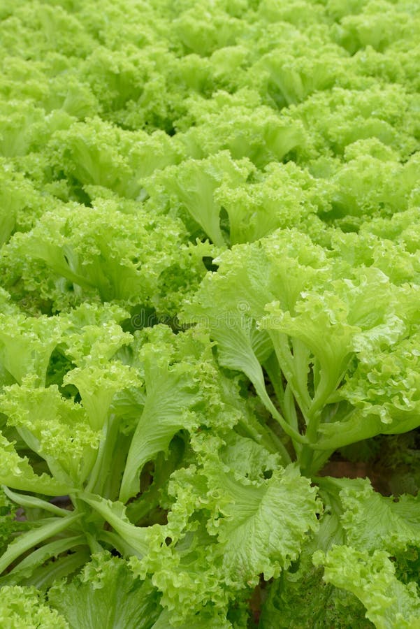 Lettuce Farm stock image. Image of cameron, gourmet, green - 64337025