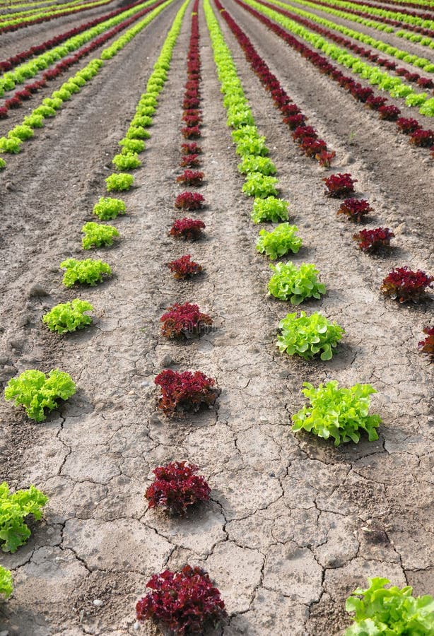 Lettuce field stock photo. Image of crop, farming, rural - 15885996