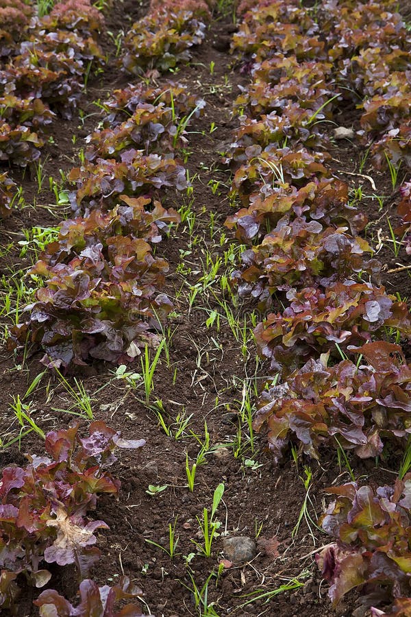 Lettuce field stock image. Image of food, garden, organic - 22024561