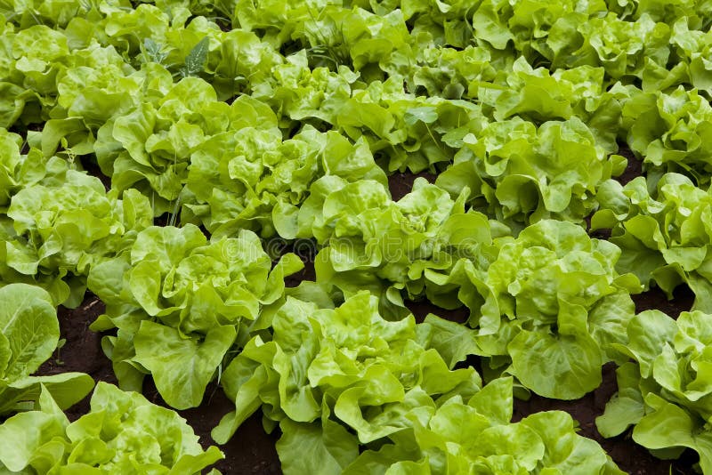 Lettuce field stock image. Image of freshly, agrarian - 22024729