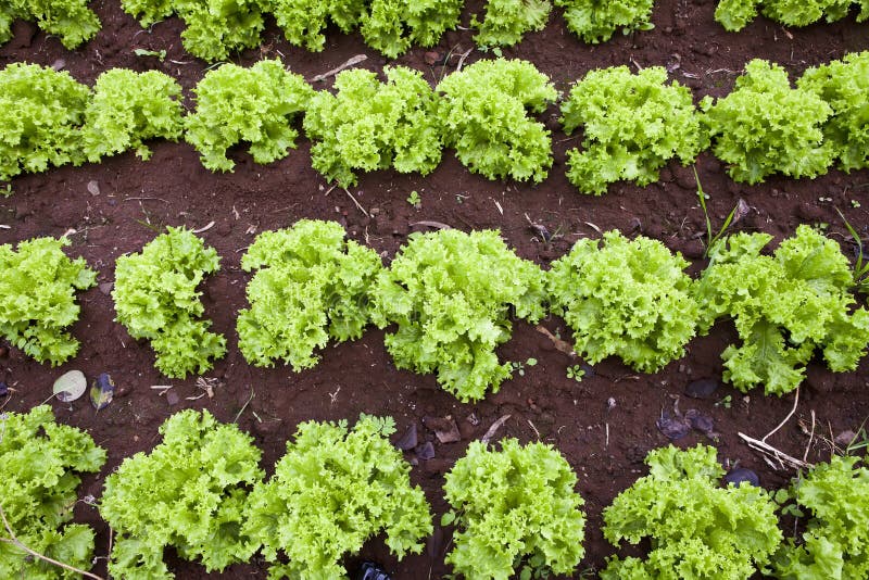 Lettuce field stock photo. Image of land, nature, lettuce - 22024794