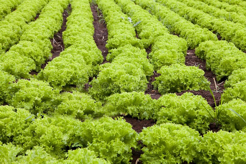 Lettuce field stock photo. Image of land, lettuce, agricultural - 22579614