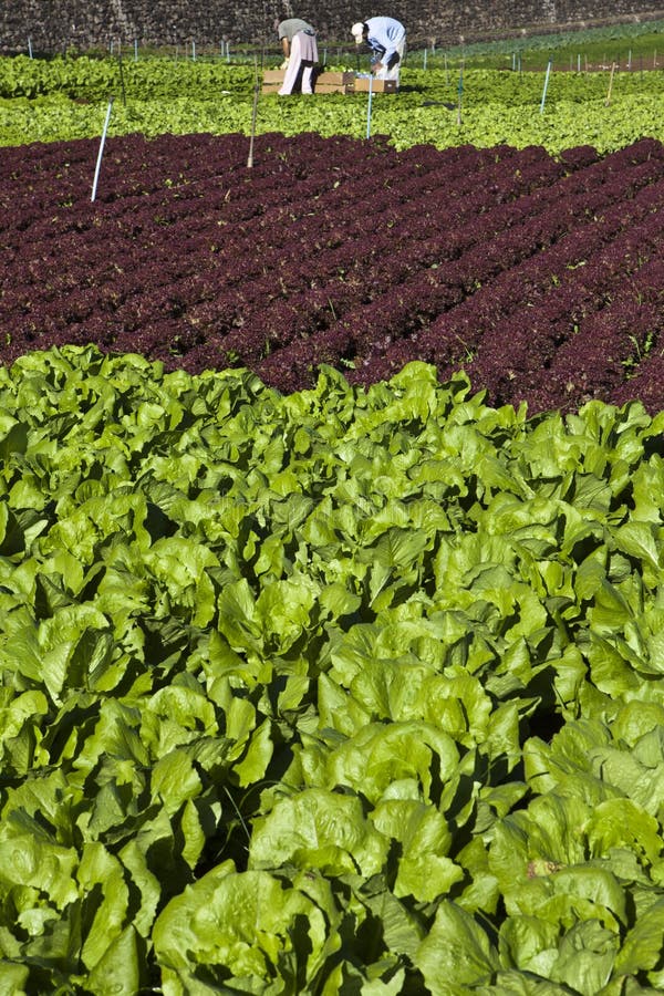 Lettuce field stock photo. Image of land, lettuce, agricultural - 22579614
