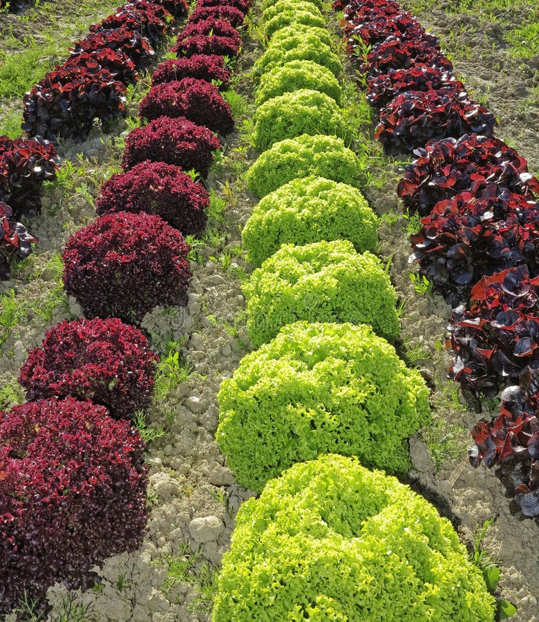 Lettuce field stock photo. Image of green, vegan, garden - 24720106