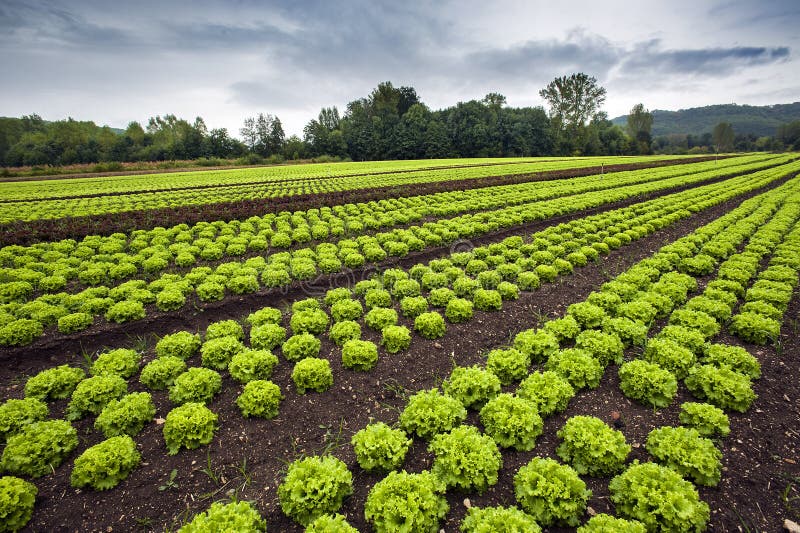 Lettuce field stock photo. Image of lettuce, fresh, agriculture - 27208572