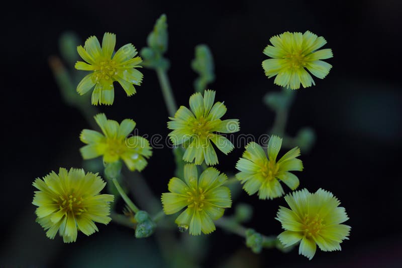 Lettuce Flowers stock image. Image of fresh, lach, garden - 120181443