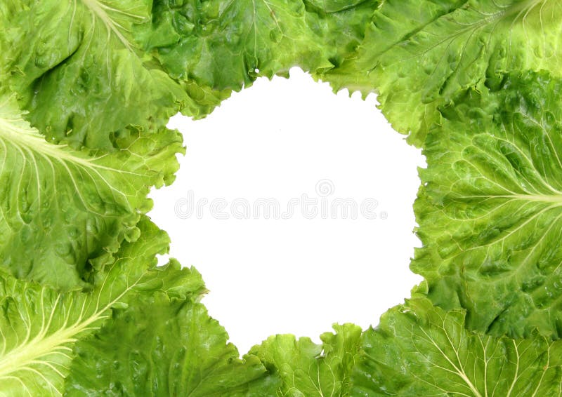 Lettuce Field Landscape: Green Vertical Stock Photo - Image of farming ...