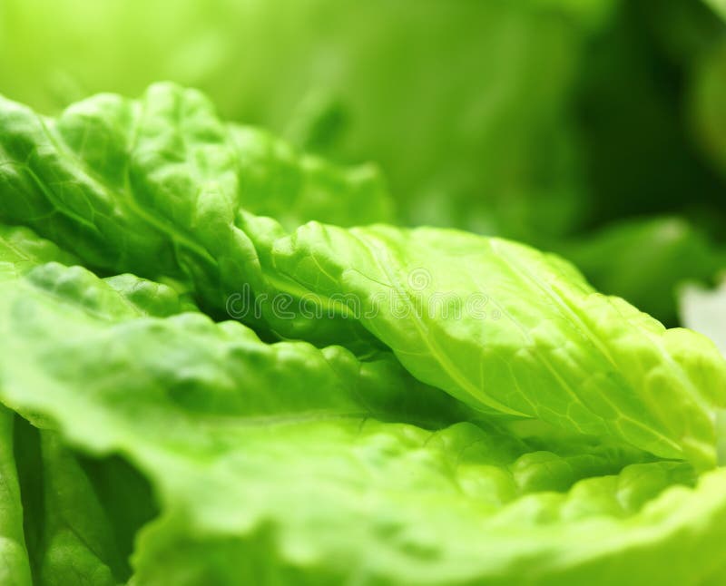Lettuce stock image. Image of healthy, close, leaf, lush - 39616475