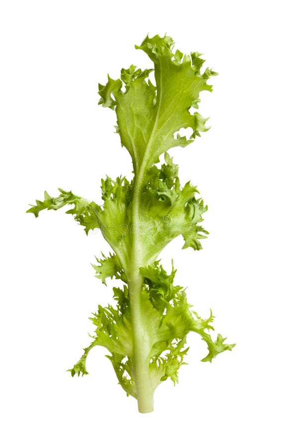 Lettuce frisee stock photo. Image of vegetable, escarole - 40161860