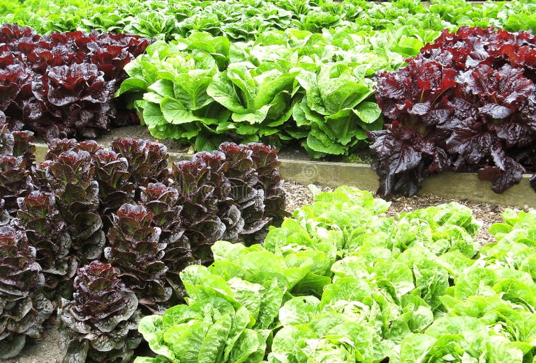 Lettuce garden stock image. Image of nature, purple, pretty - 5701643