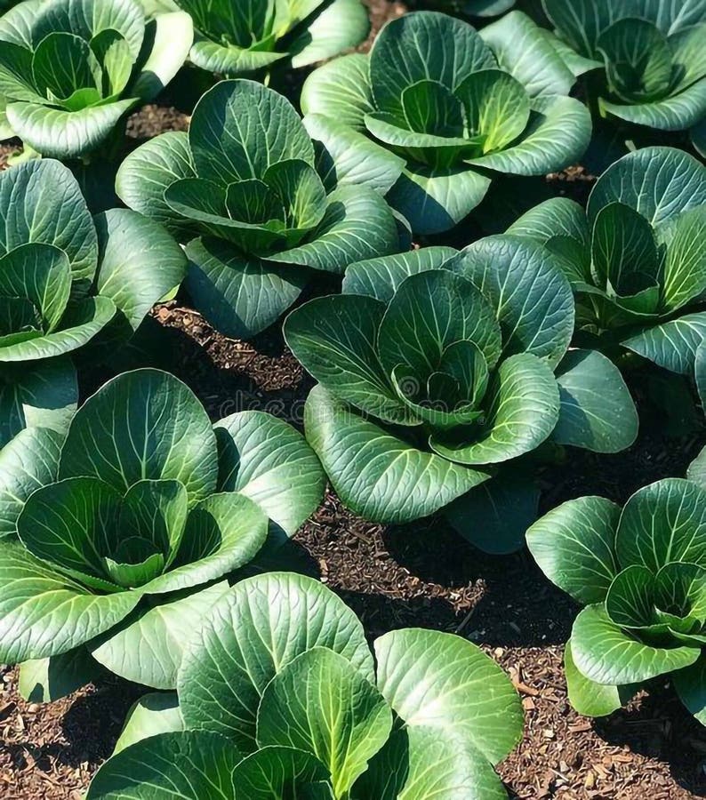 Lettuce, Green Leafy Vegetables, Leafy Vegetables, Vegetable Plot Stock ...