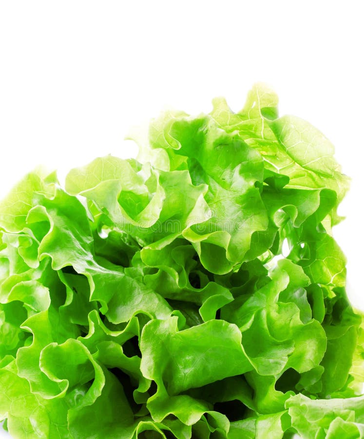 Lettuce Green Salad, Fragment, Isolated on White. Abstract Back Stock ...