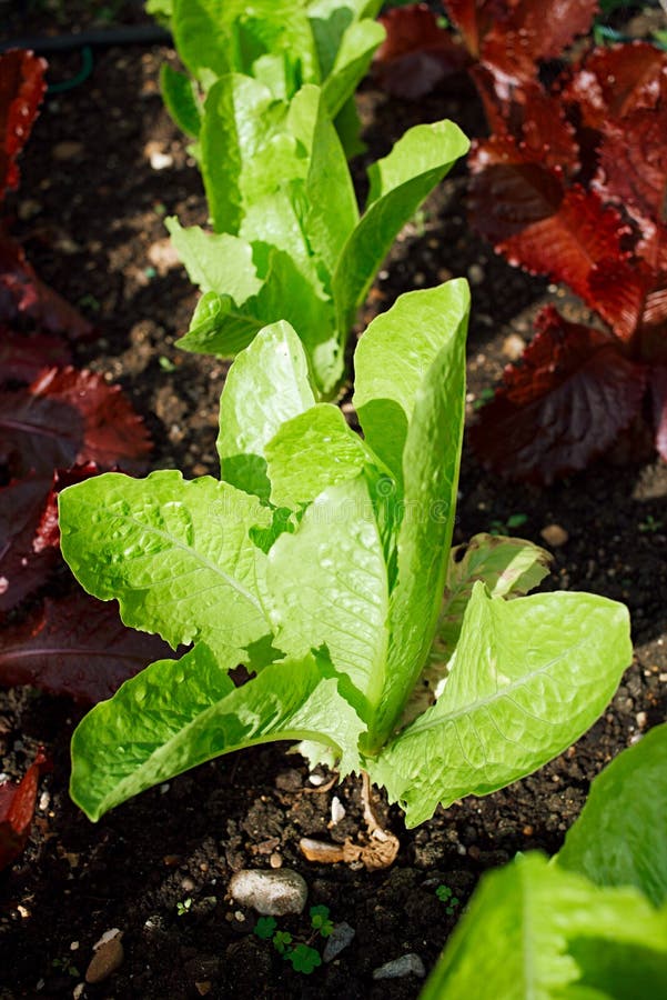 Lettuce growing stock photo. Image of growth, agriculture - 85582748