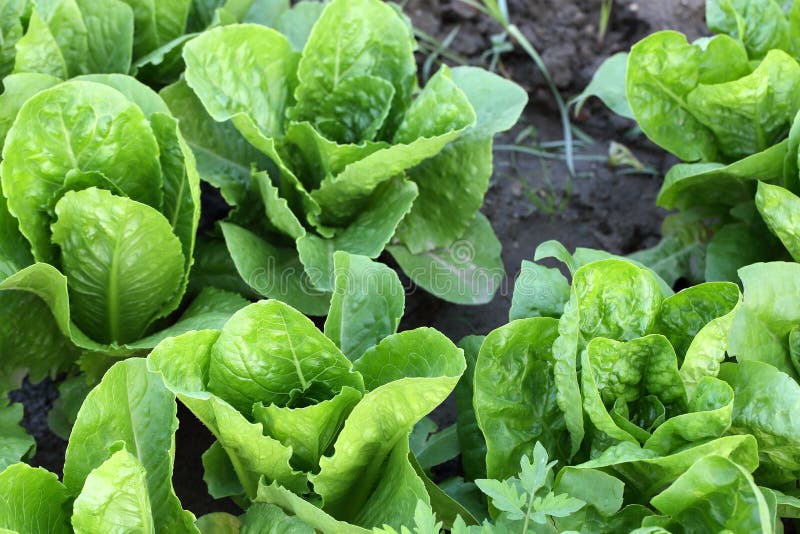 Lettuce growth stock photo. Image of country, growing - 30912446