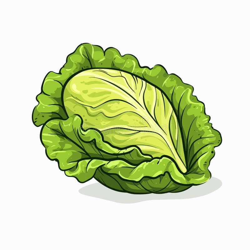 Lettuce Hand-drawn Illustration. Lettuce. Vector Doodle Style Cartoon ...