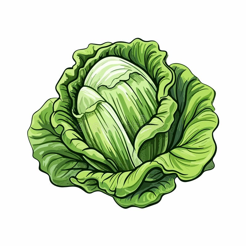 Lettuce Hand-drawn Illustration. Lettuce. Vector Doodle Style Cartoon ...