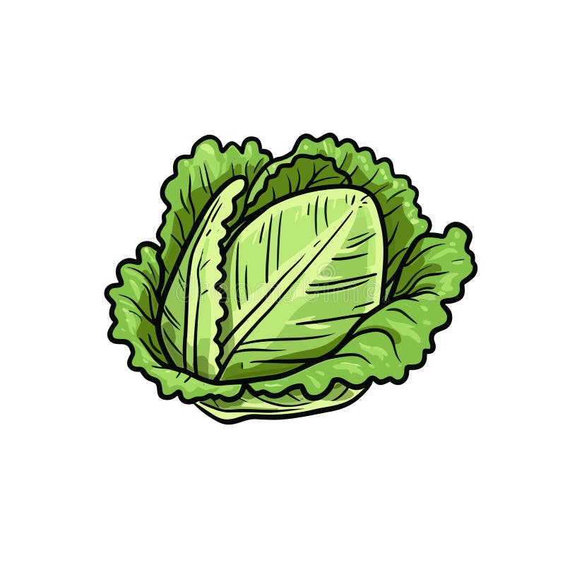 Lettuce Hand-drawn Illustration. Lettuce. Vector Doodle Style Cartoon ...