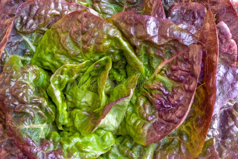 Heirloom Lettuce stock photo. Image of leaves, diet, loose - 5578428