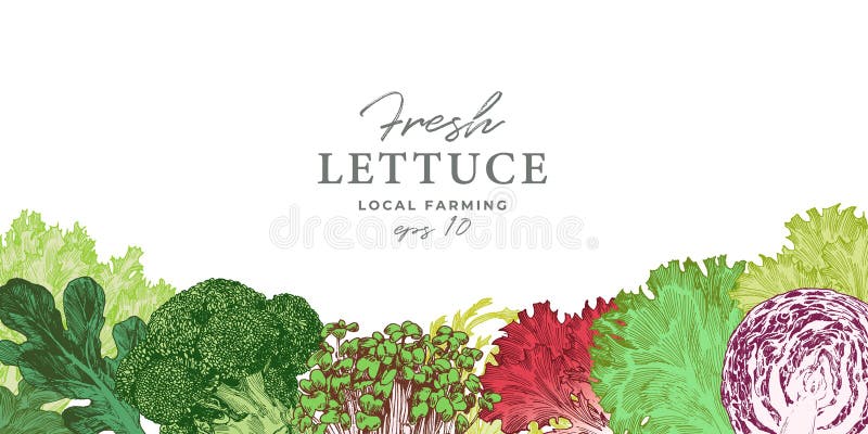 Lettuce Illustration Frame Border Template Stock Illustration ...