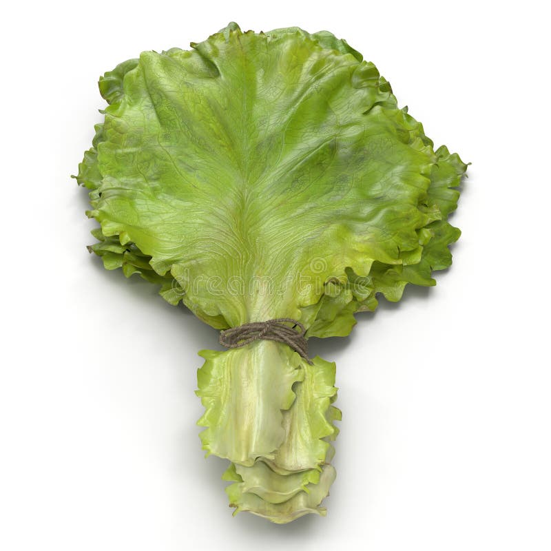 Lettuce Leaf on White. Top View. 3D Illustration Stock Illustration ...