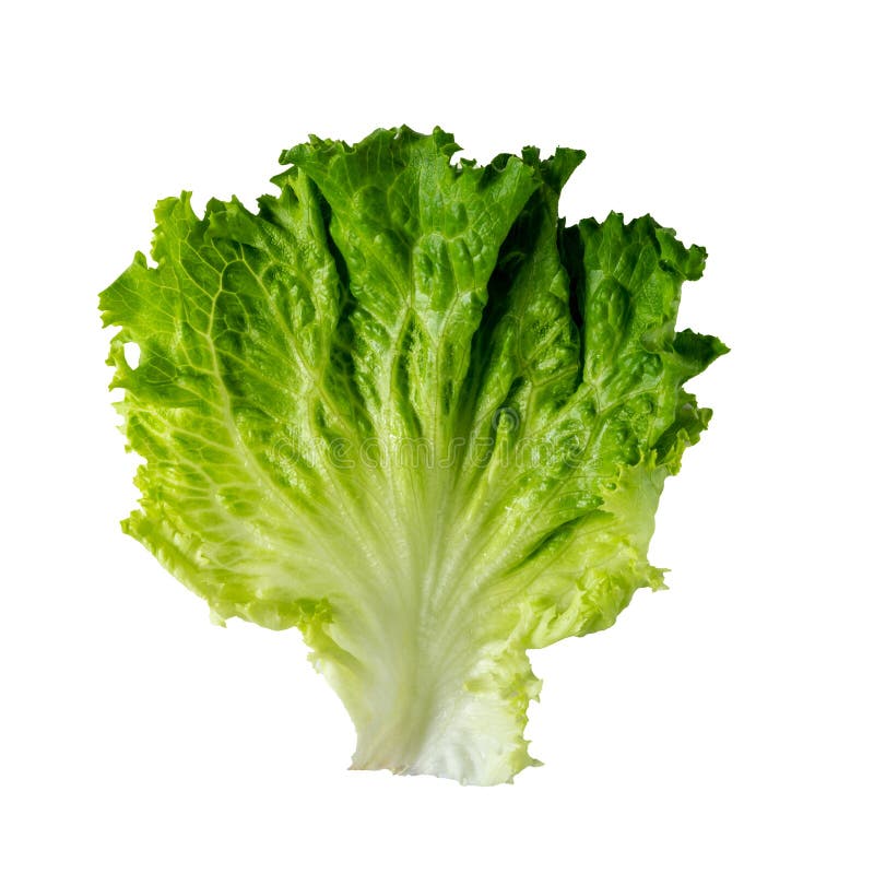 Lettuce Leaf Isolated on White Background Stock Image - Image of ...