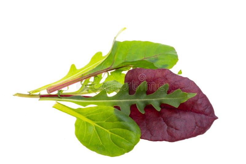 Lettuce leaf mix isolated stock image. Image of mixed - 310700613