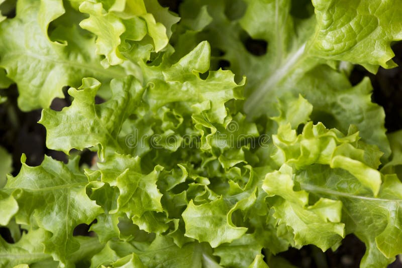 Lettuce Leaf Texture Background Stock Photo - Image of abstract, vegan ...