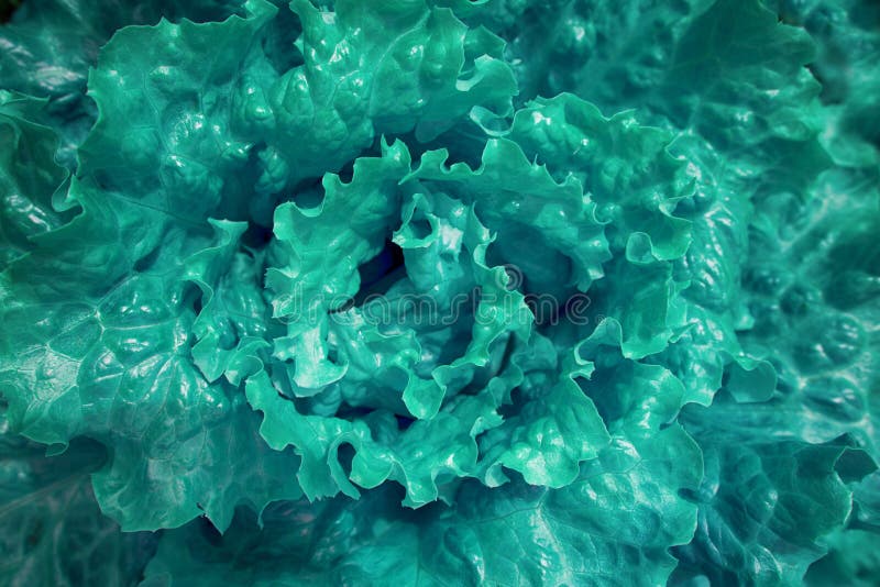 Toxic Blue Jelly Like Marine Animal Stock Image - Image of bluebottle ...