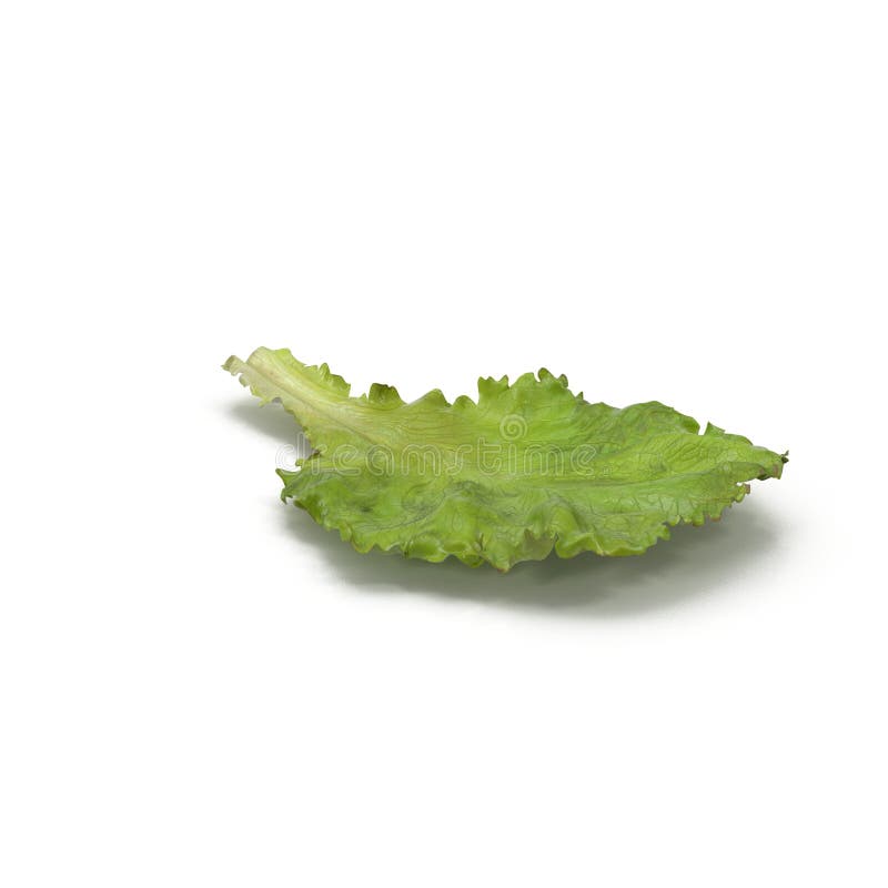 Lettuce Leaf on White. Side View. 3D Illustration Stock Illustration ...