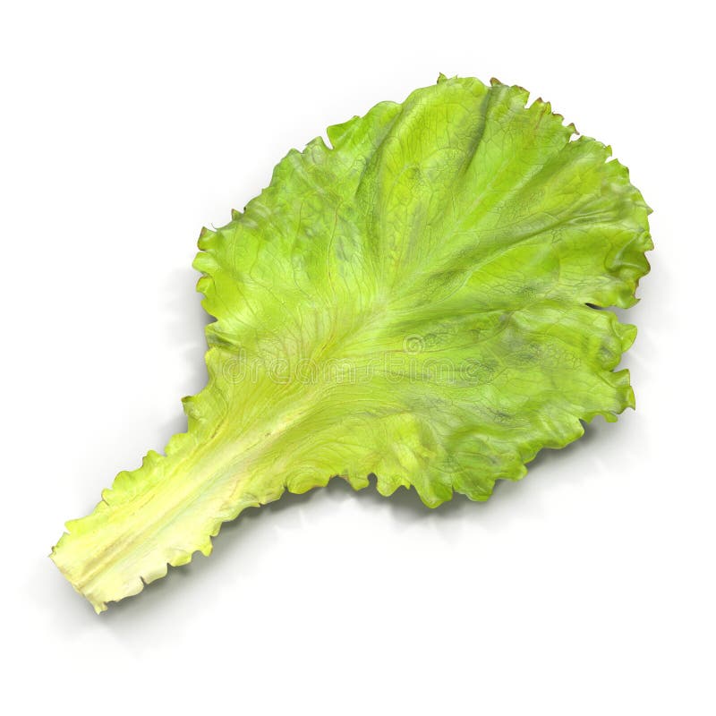 Lettuce Leaf on White. Side View. 3D Illustration Stock Illustration ...
