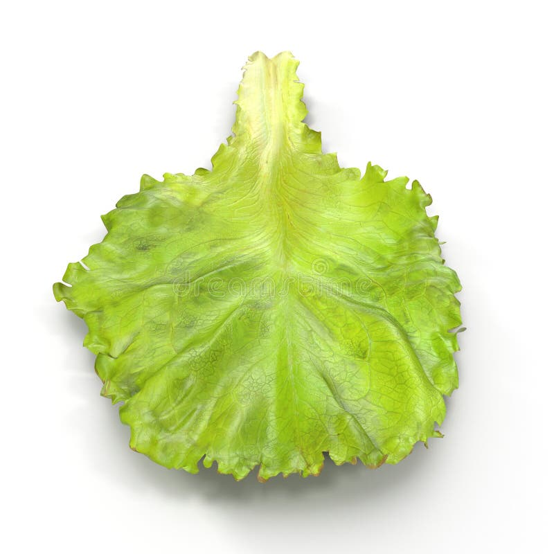 Lettuce Leaf on White. Side View. 3D Illustration Stock Illustration ...