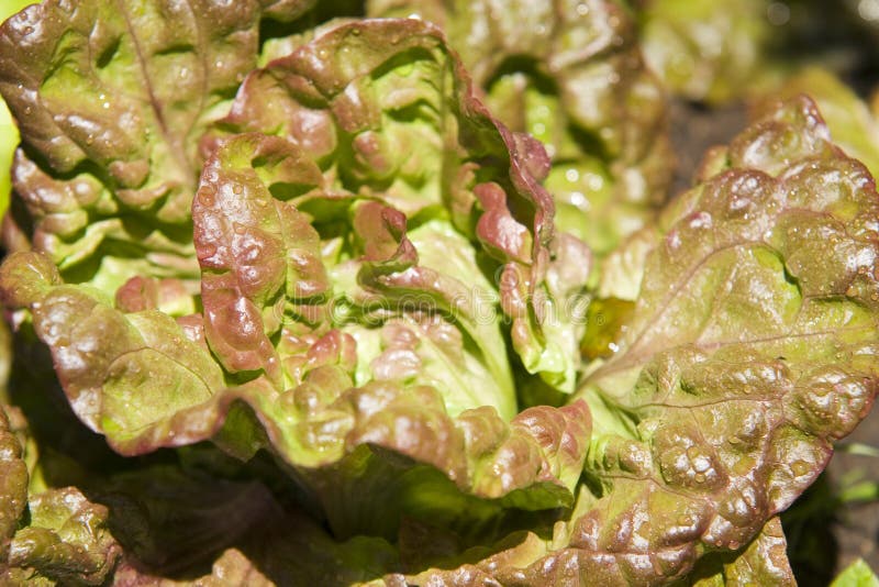 Lettuce Leaves stock image. Image of food, eating, calorie - 11762181