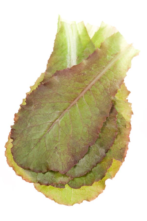 Lettuce leaves stock photo. Image of organic, snack, nature - 15446030