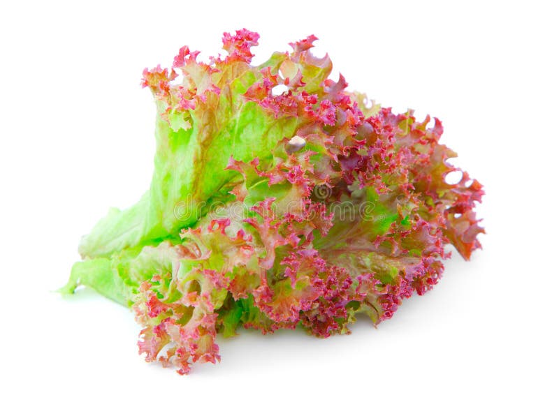 Lettuce Leaves Picture. Image: 20364605