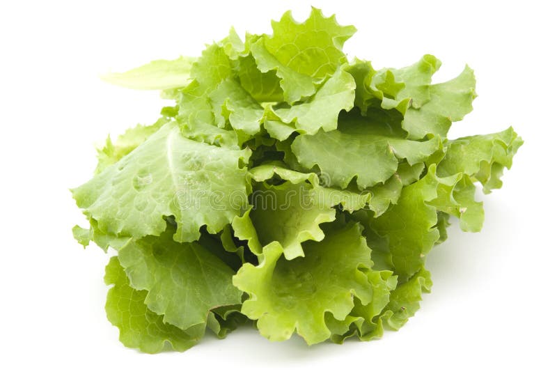 Fresh Lettuce / One Leaf Isolated on White Stock Image - Image of ...