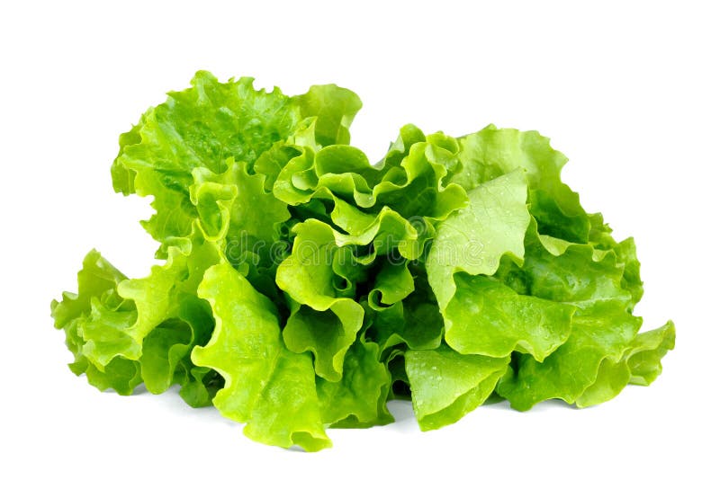 Lettuce leaves stock photo. Image of ingredient, agriculture - 24299796