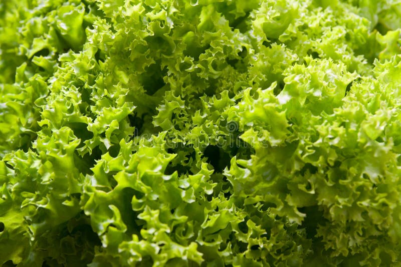 Lettuce leaves background stock photo. Image of leaf - 11272652