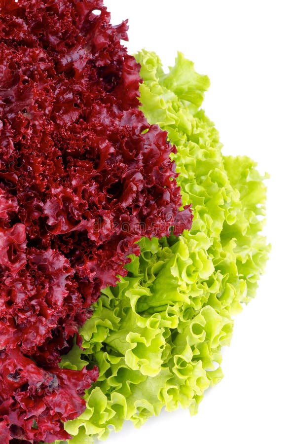Lollo Rosso Lettuce stock photo. Image of daisy, bunch - 31656038