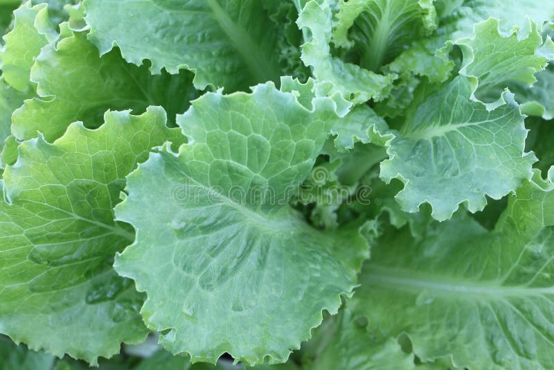 Lettuce leaves in a garden stock image. Image of summer - 96861123