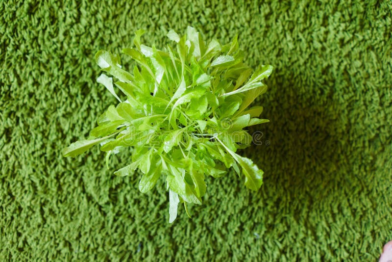 Lettuce Top View Stock Illustrations – 1,861 Lettuce Top View Stock ...