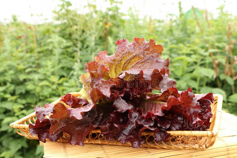 Lettuce leaves stock image. Image of vegetation, table - 42819059