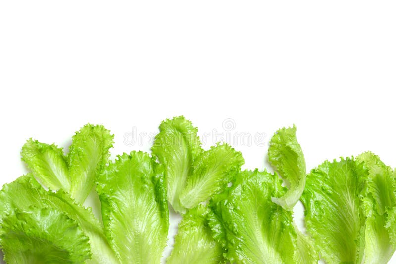 Lettuce Leaves on White Background Stock Image - Image of agriculture ...