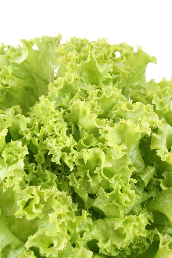 Lettuce - lollo bindo stock image. Image of healthy, isolated - 2906761