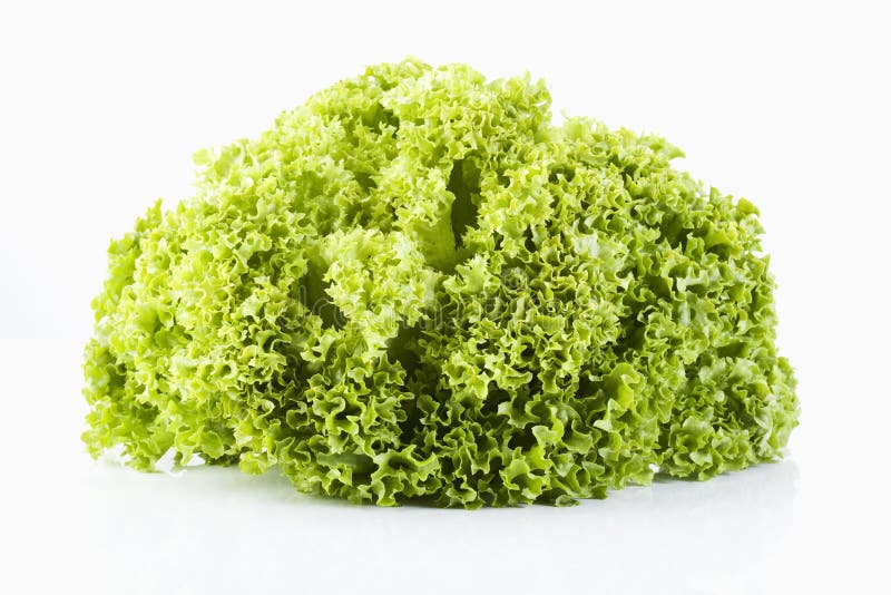 Lettuce Lollo bionda stock image. Image of organic, drink - 18156937