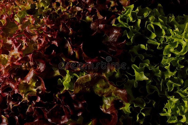 Lettuce stock image. Image of background, backdrop, union - 99592047