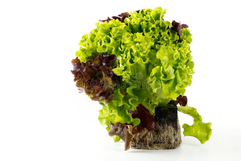 Lettuce Plant in Spring, Can Be Processed Indefinitely Stock Image ...
