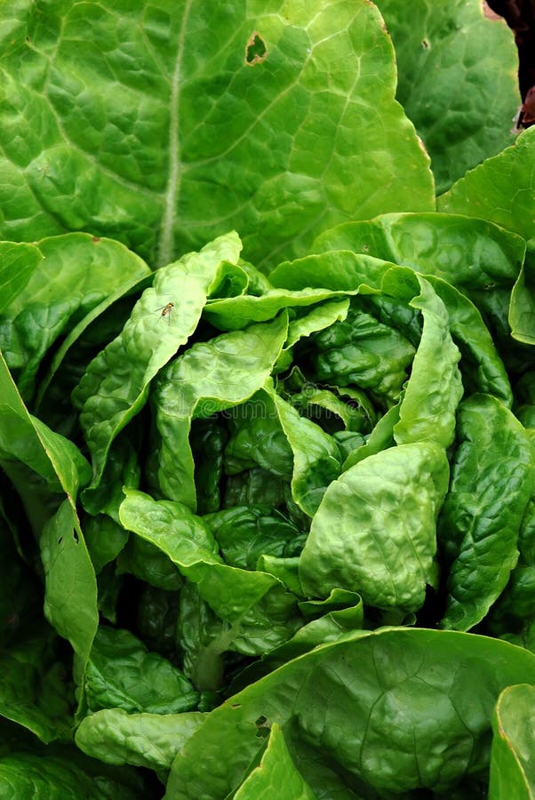 Lettuce Plant in Spring, Can Be Processed Indefinitely Stock Image ...